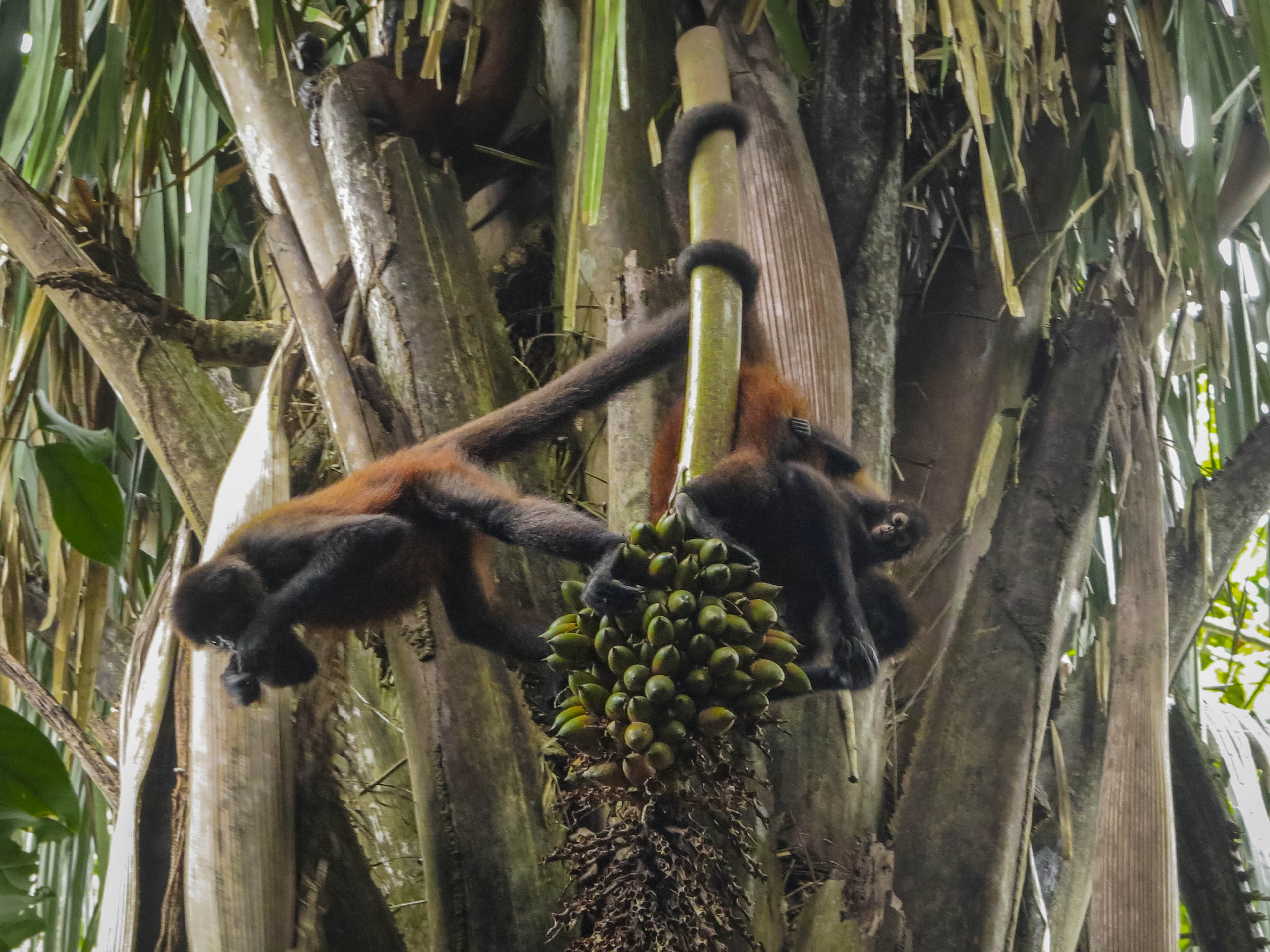 The Rainforest Ocean Setting - Ocean Forest Ecolodge