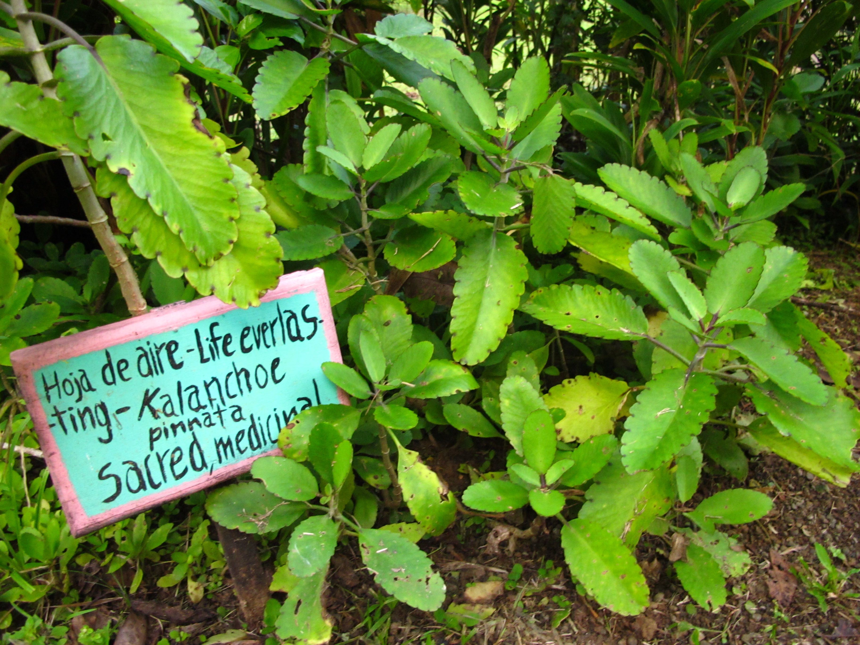 A peculiar vine now flowers - Ocean Forest Ecolodge
