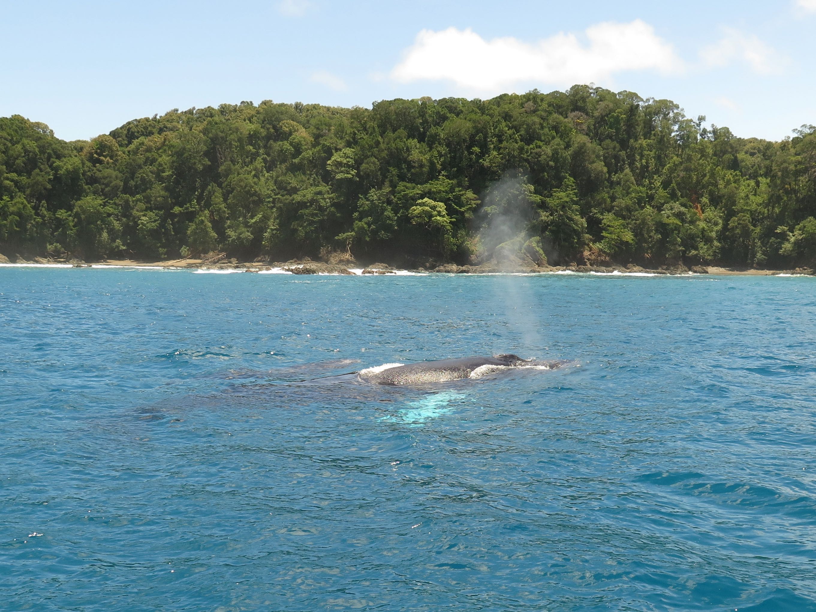 The Rainforest Ocean Setting - Ocean Forest Ecolodge